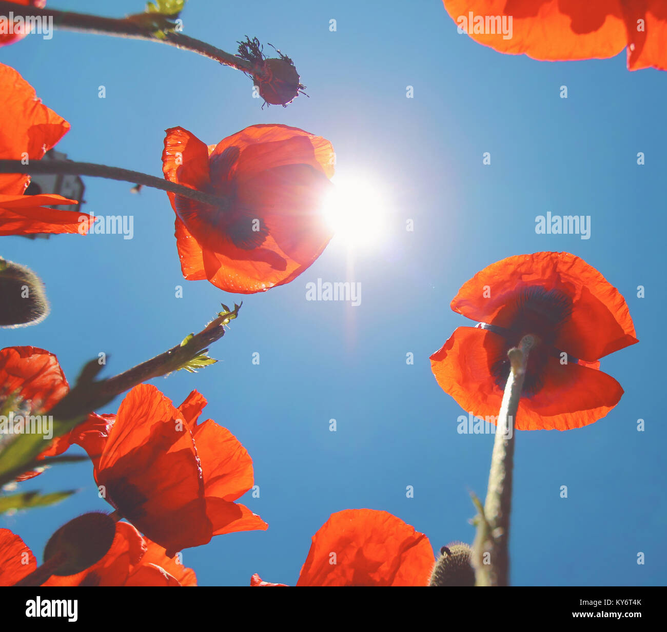 low wide angle view of poppies with the sun directly overhead creating ...