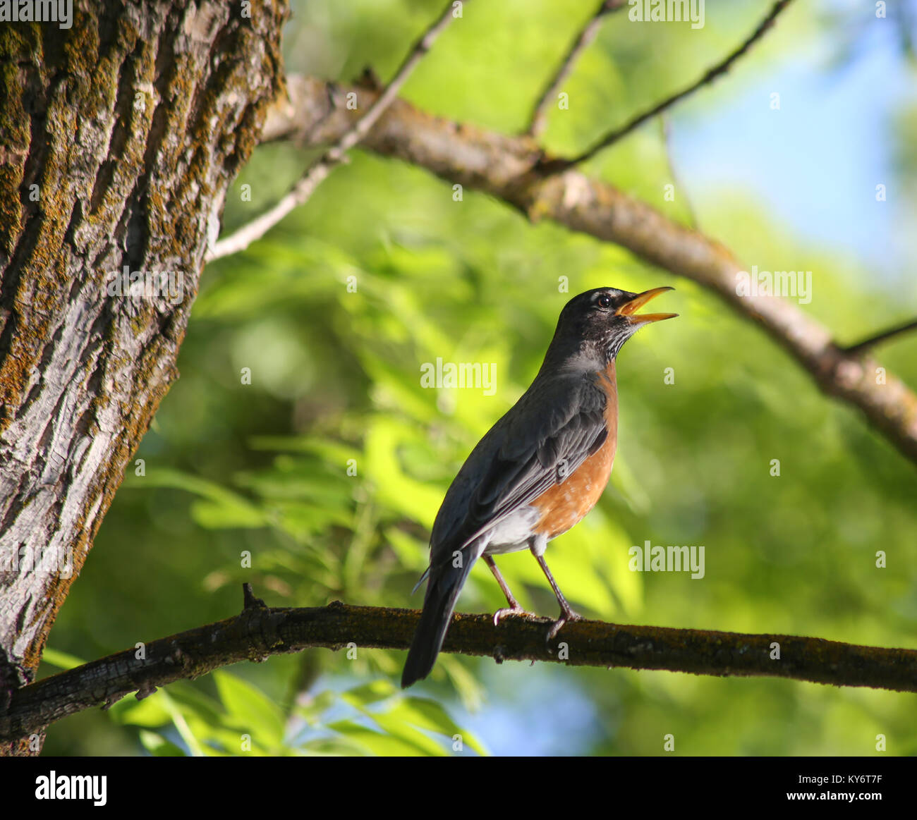 American robin singing spring hi-res stock photography and images - Alamy