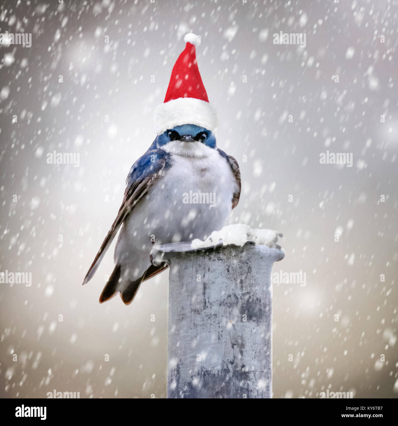 tree swallow sitting in a snowstorm with a santa hat looking like a ...