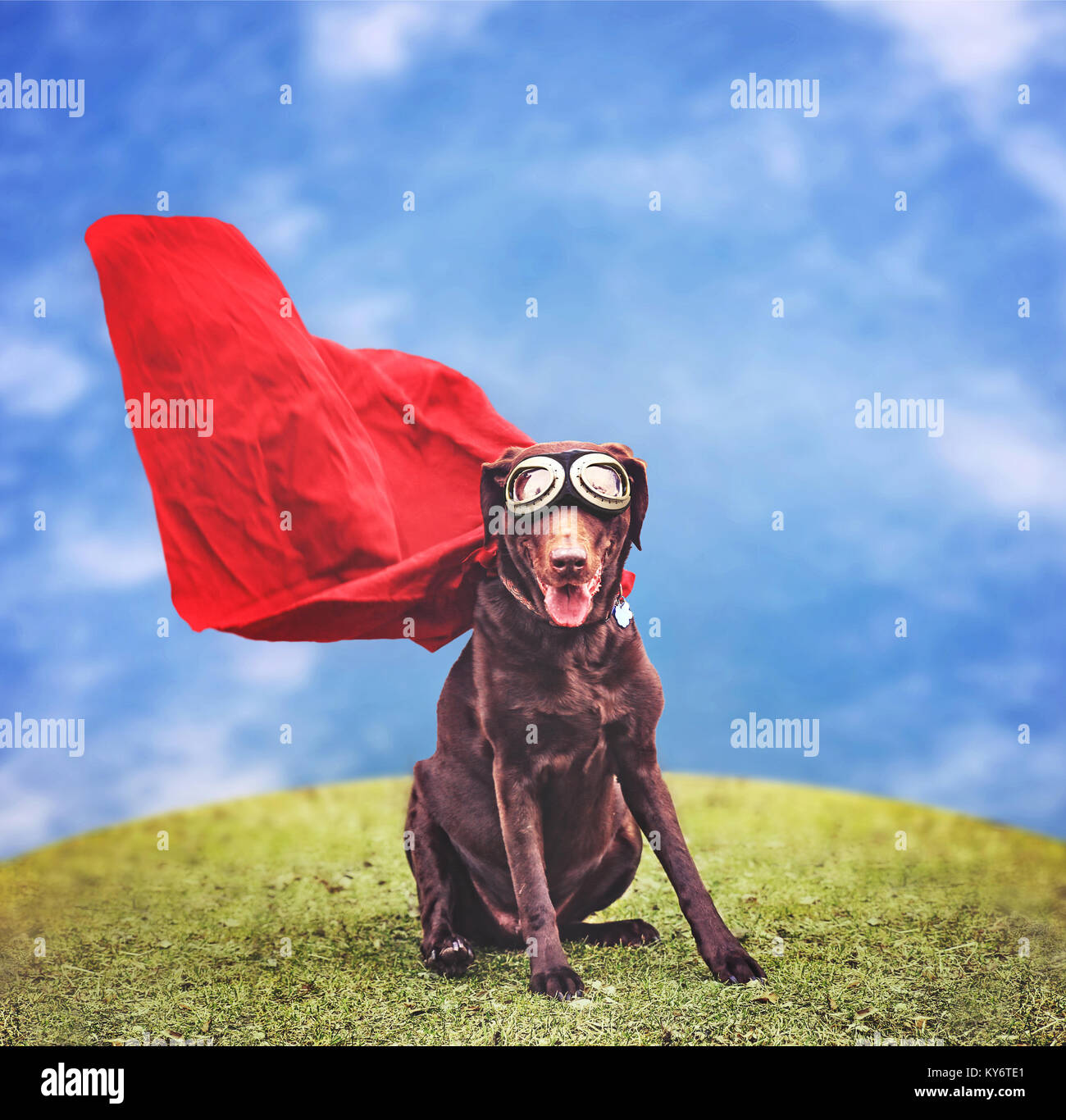 Superhero puppy hi-res stock photography and images - Alamy