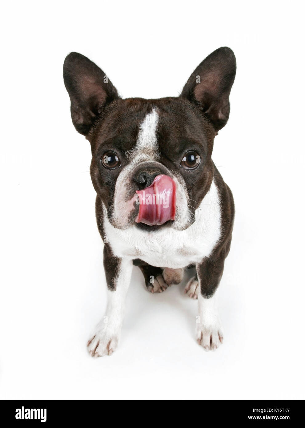 Tongue out drooling Cut Out Stock Images & Pictures - Alamy