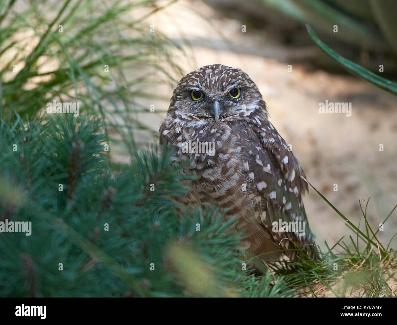 Burrowing owl resting on the ground in its habitat Stock Photo - Alamy