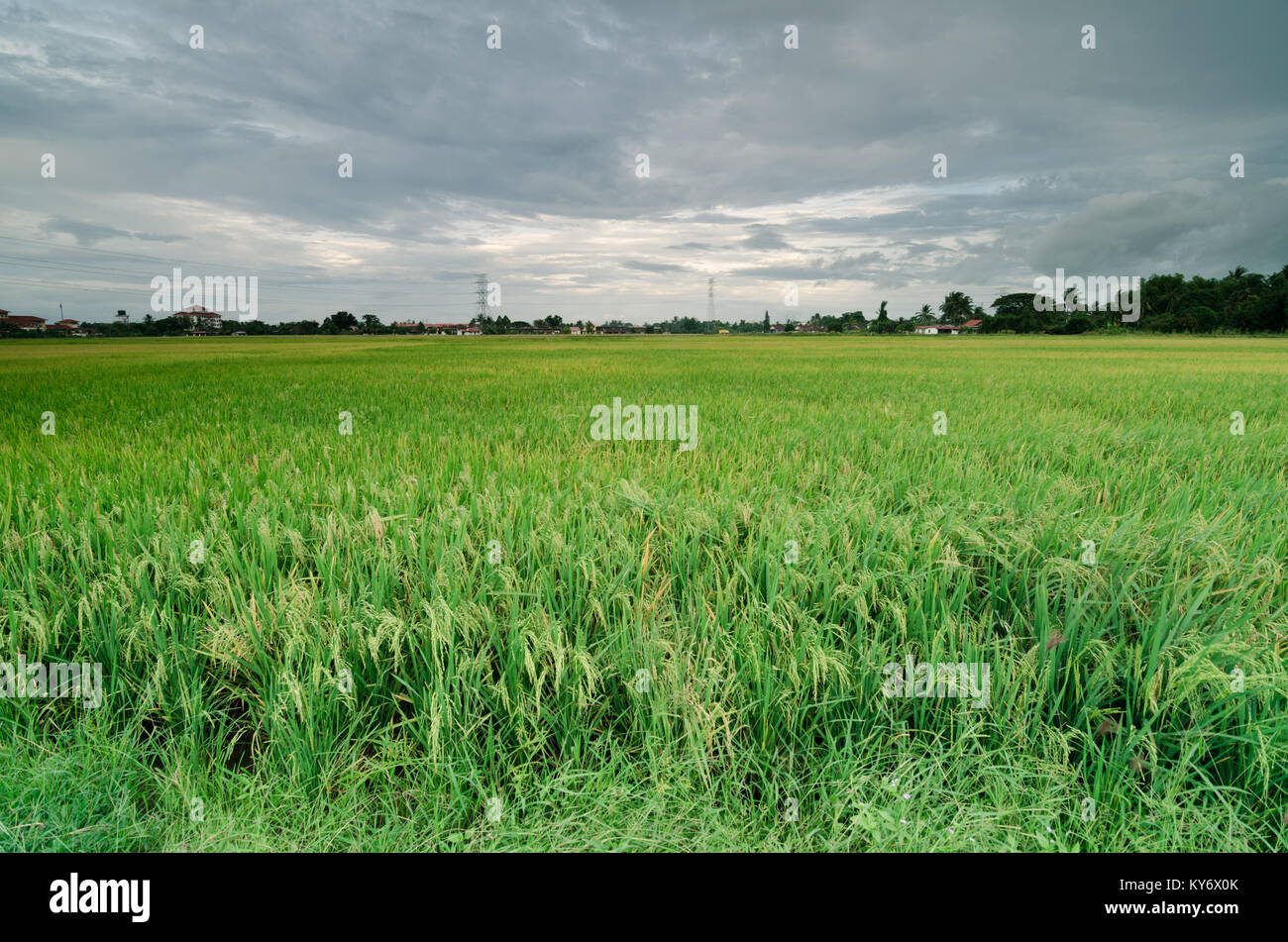 Paddy Field of Kedah, Malaysia. Kedah also known as the rice bowl of ...