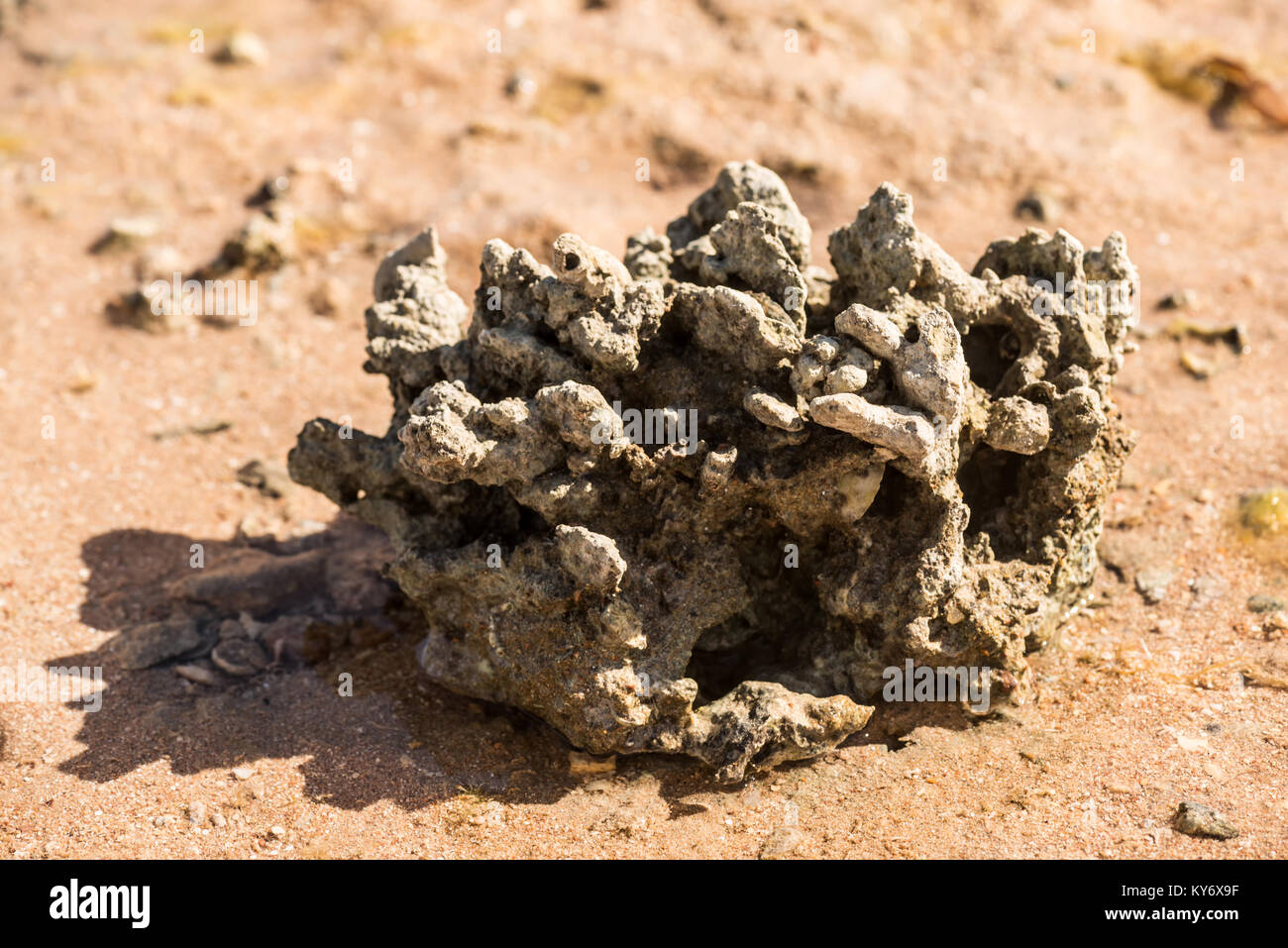 Dead coral up on beach hi-res stock photography and images - Alamy