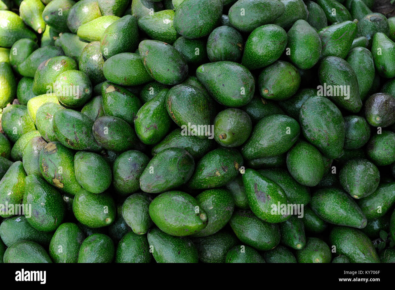 ANGOLA Kwanza Sul, village Cassombo, Avocado harvest Stock Photo - Alamy