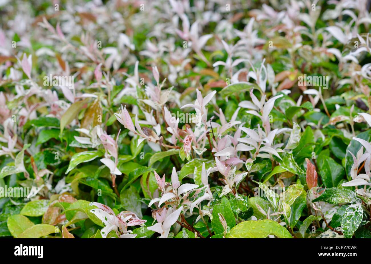 Variegated foliage with pink, white, green and red on a hedge plant ...