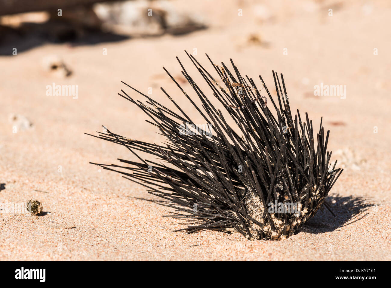 dead sea urchin on the sand. Egypt Stock Photo - Alamy