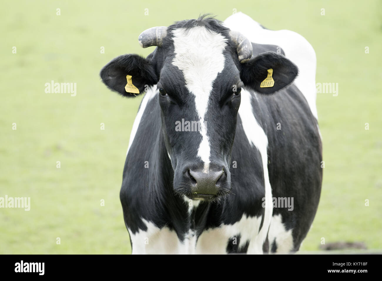 Spotted cow hi-res stock photography and images - Alamy