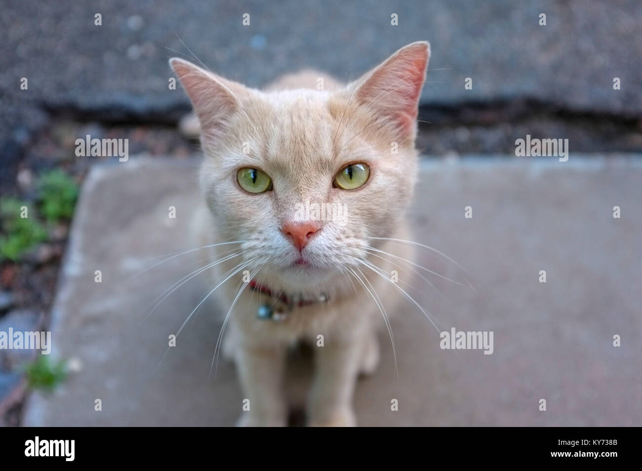 Camera gazing hi-res stock photography and images - Alamy