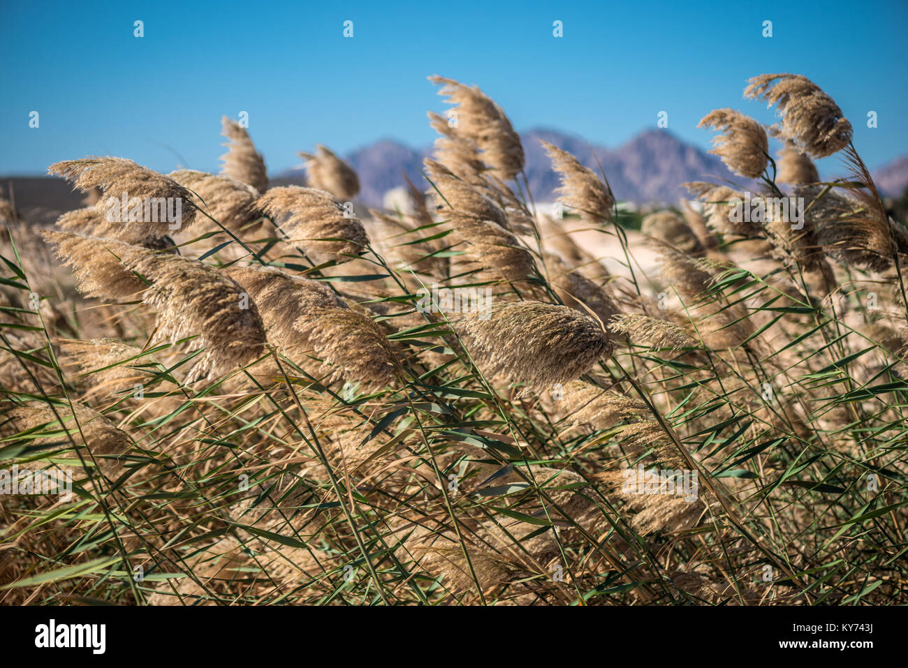Beautiful reed flower hi-res stock photography and images - Alamy