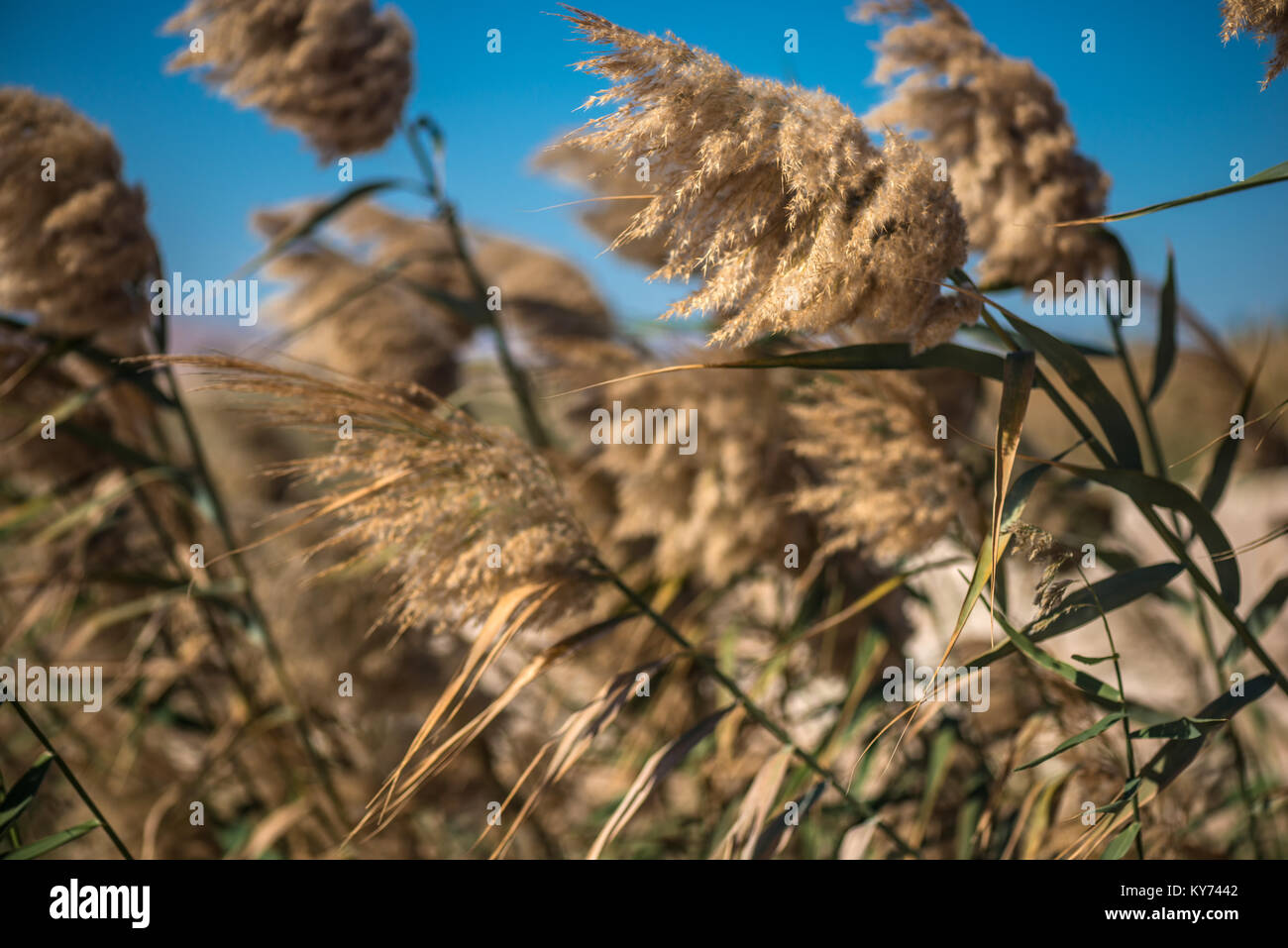 Beautiful reed flower hi-res stock photography and images - Alamy