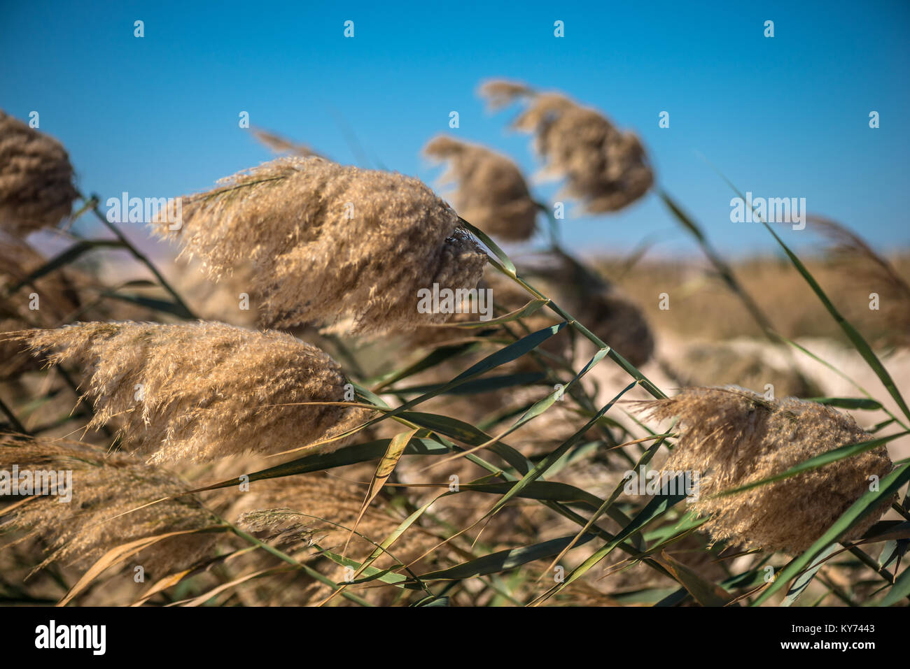 Beautiful reed flower hi-res stock photography and images - Alamy
