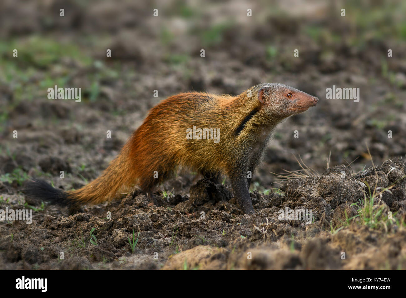 Mongoose india hi-res stock photography and images - Alamy