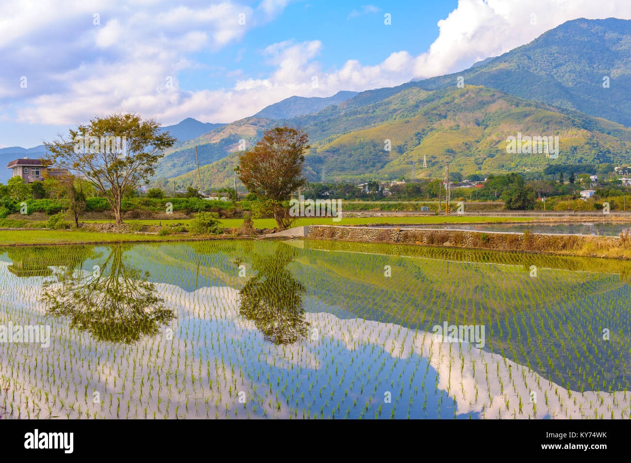 Water rice farm hi-res stock photography and images - Alamy