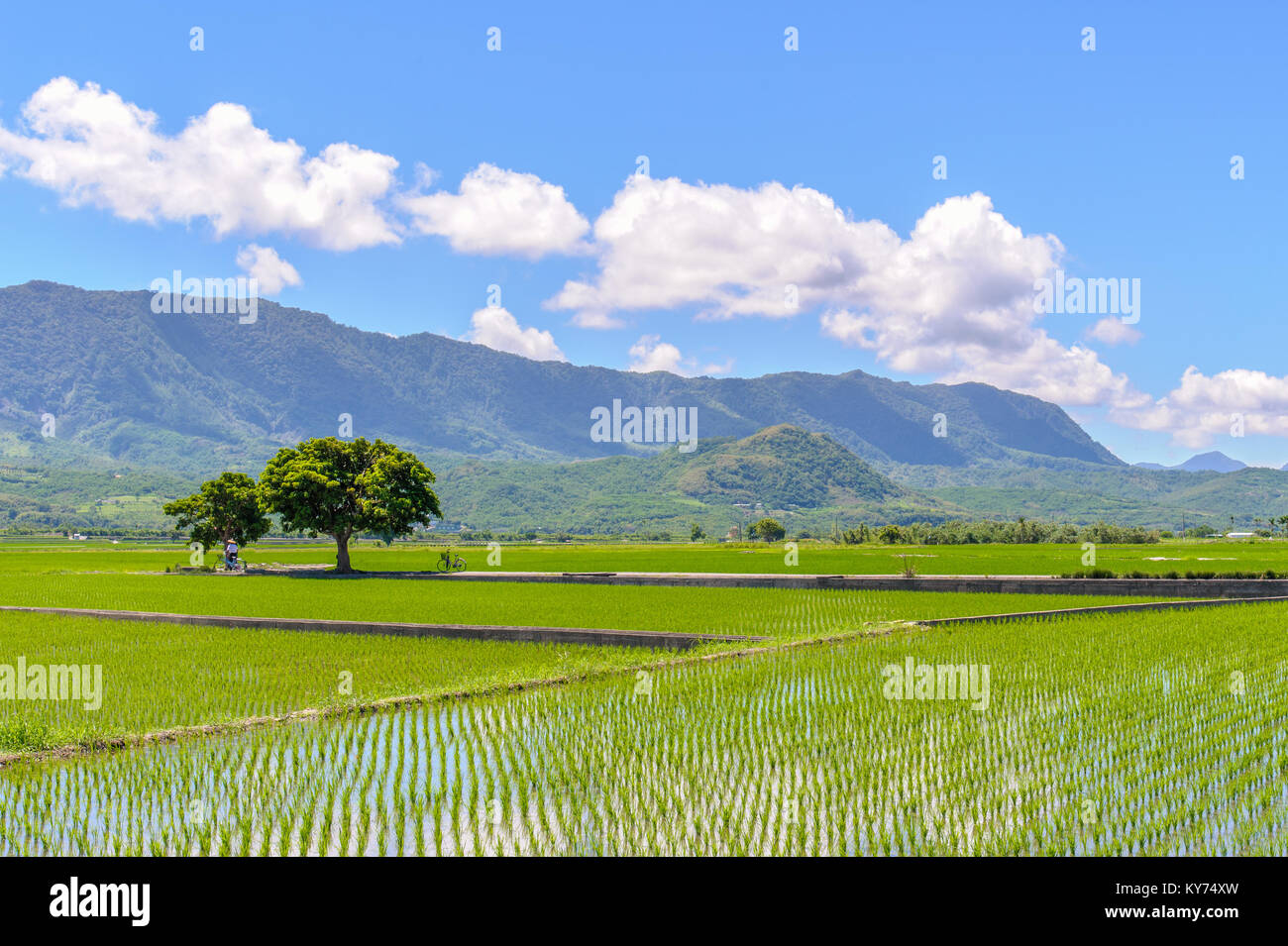 Fresh rice field background hi-res stock photography and images - Alamy