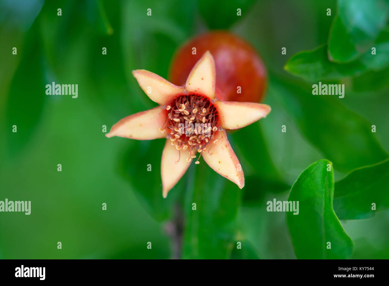 Pomegranate fruit flower hi-res stock photography and images - Alamy