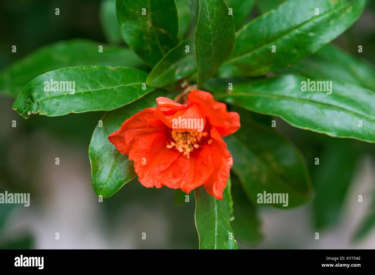 Pomegranate fruit flower hi-res stock photography and images - Alamy