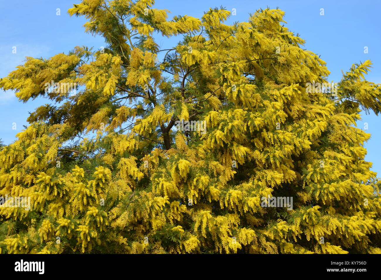 Mimosa tree blossom hi-res stock photography and images - Alamy