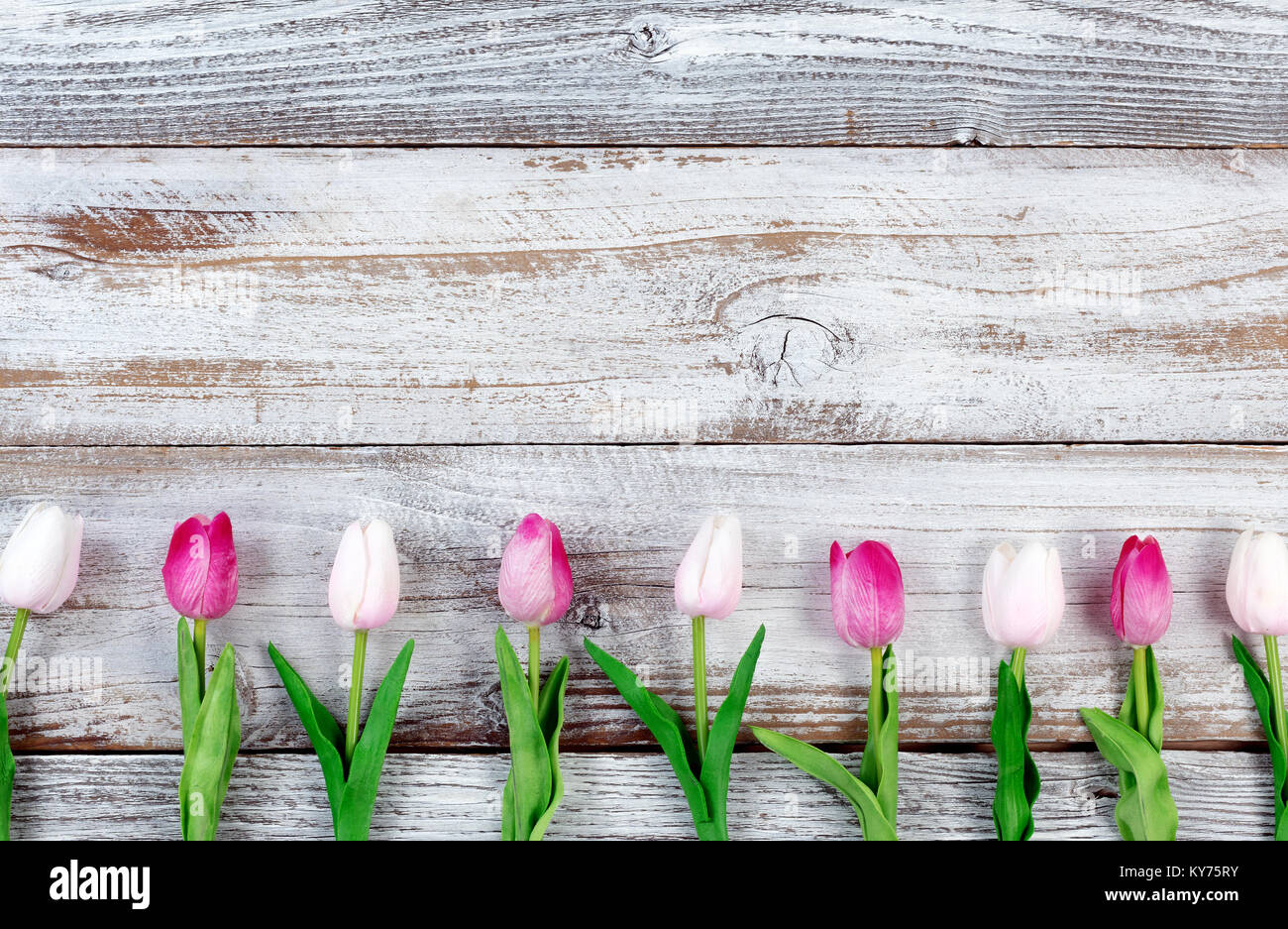 colorful tulips forming lower border on rustic white wood for Easter ...