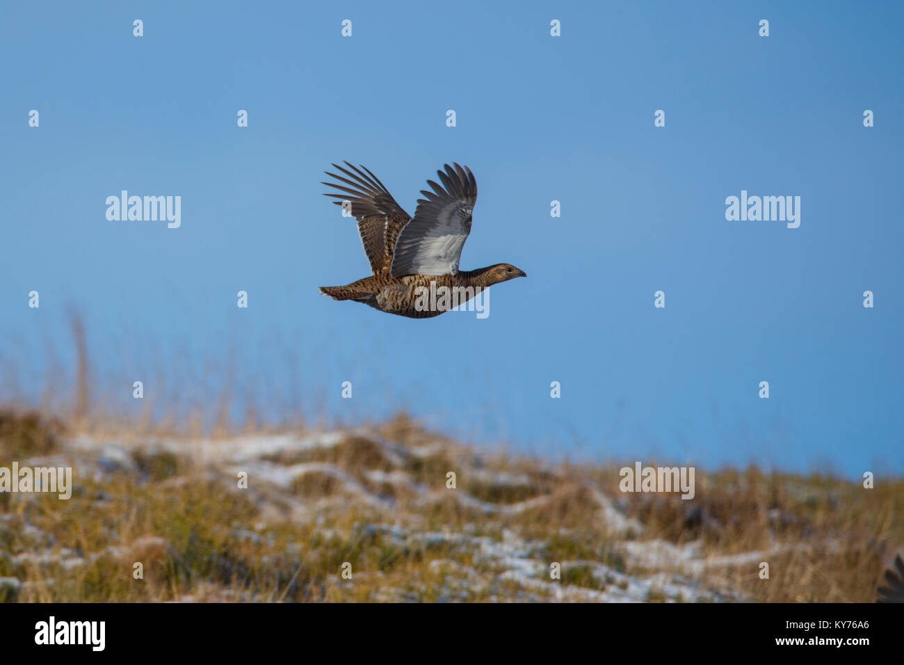 Black Grouse In Flight In High Resolution Stock Photography and Images ...