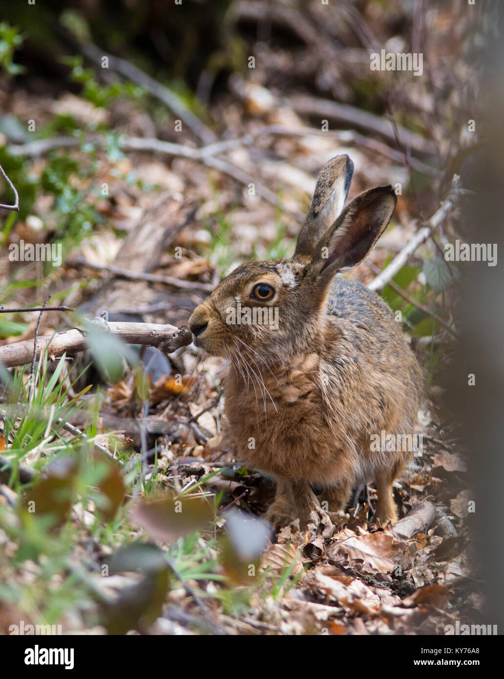 Oak hare hi-res stock photography and images - Alamy