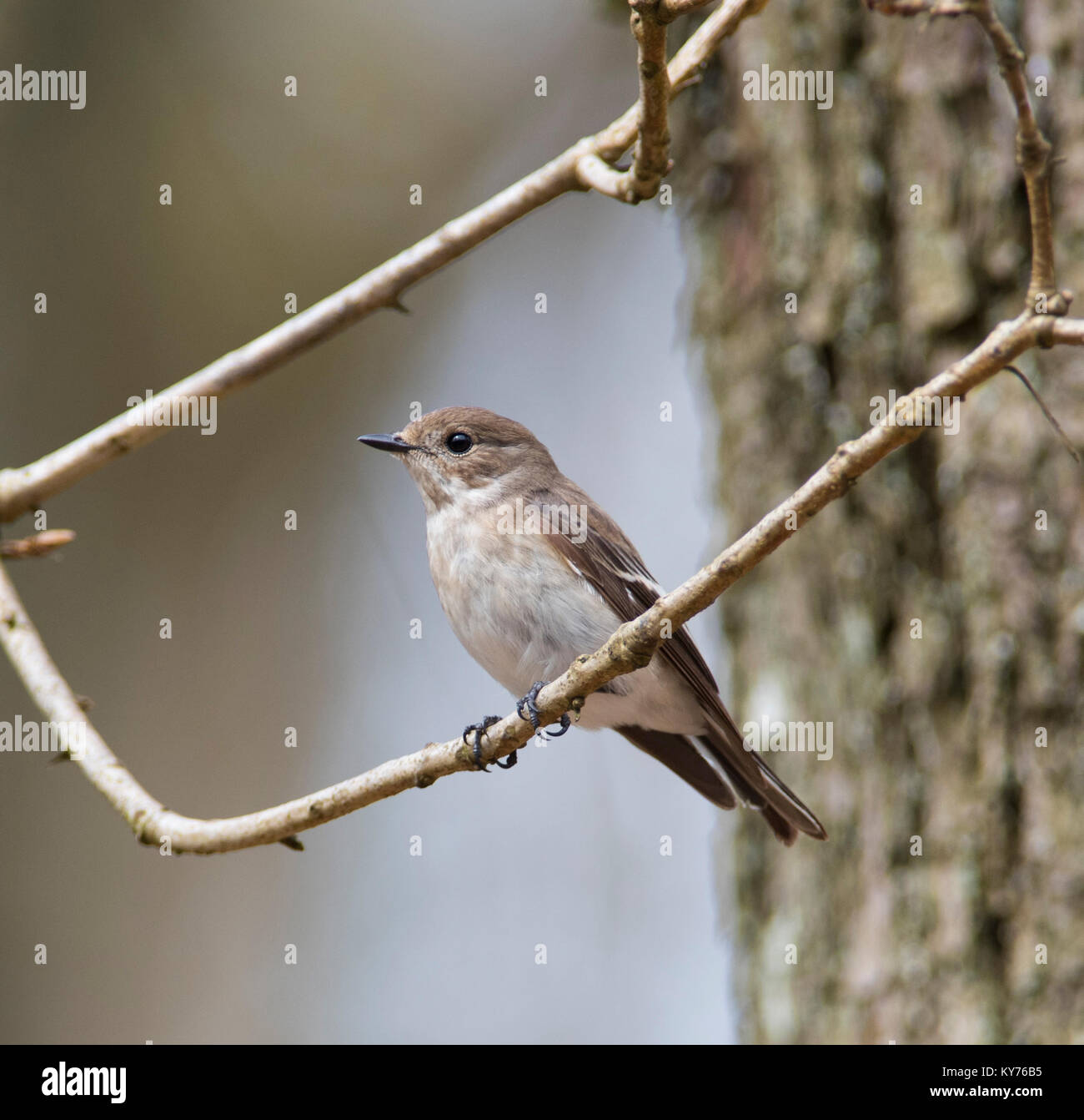 Flycatcher in the woods hi-res stock photography and images - Alamy