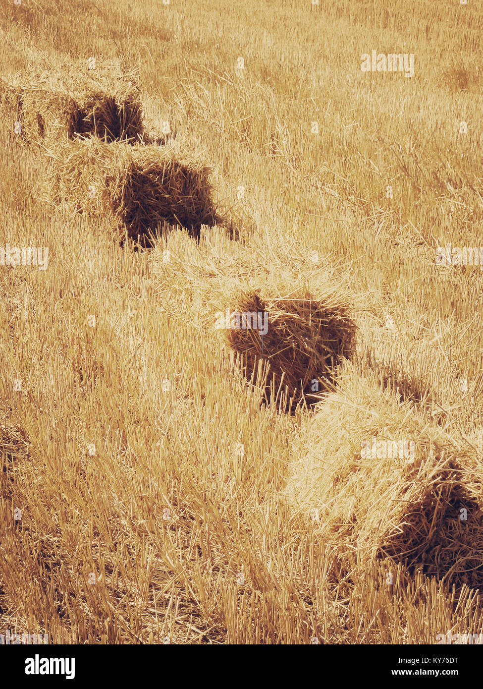 Hay hi-res stock photography and images - Alamy