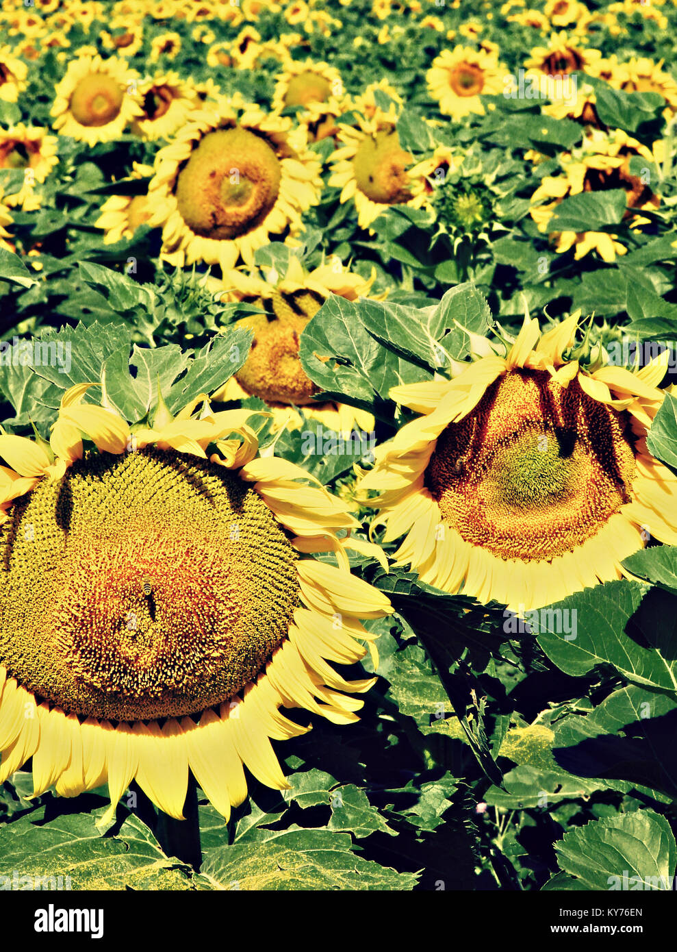 Earth sunflower hi-res stock photography and images - Alamy