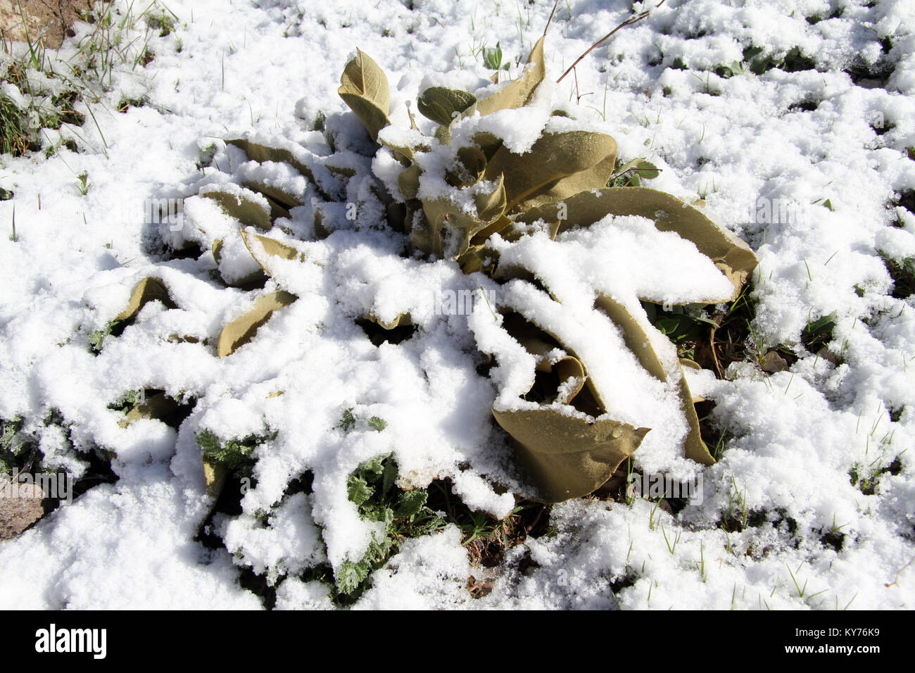 Green weed and snow in mountain, Iran Stock Photo - Alamy