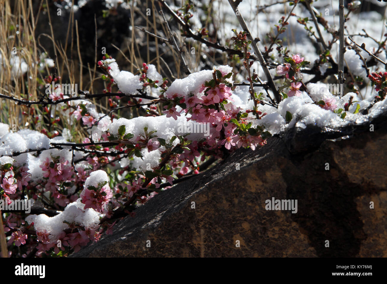 Pink flowers on the branch of tree and snow Stock Photo - Alamy