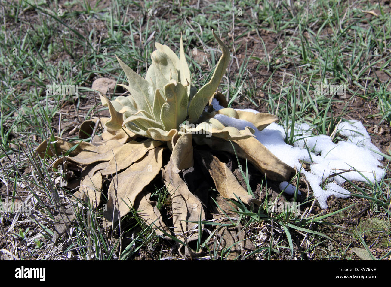 Dry weed hi-res stock photography and images - Alamy