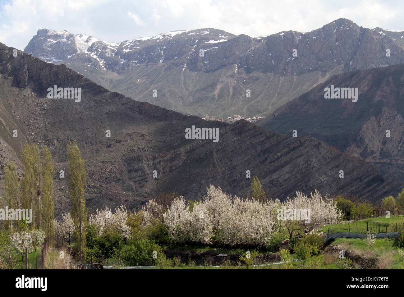 Apple orchard in spring mountain, Iran Stock Photo - Alamy