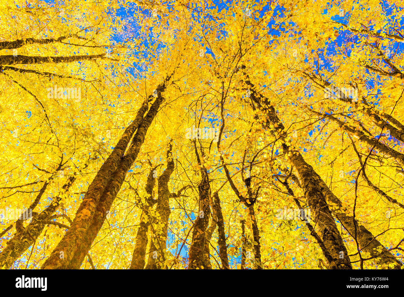 Long trees hi-res stock photography and images - Alamy