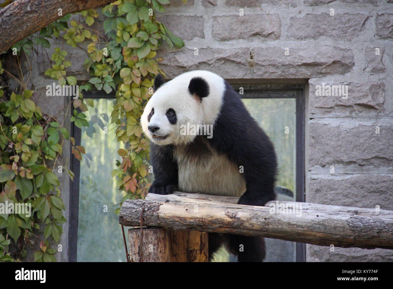 Giant panda bear Stock Photo - Alamy