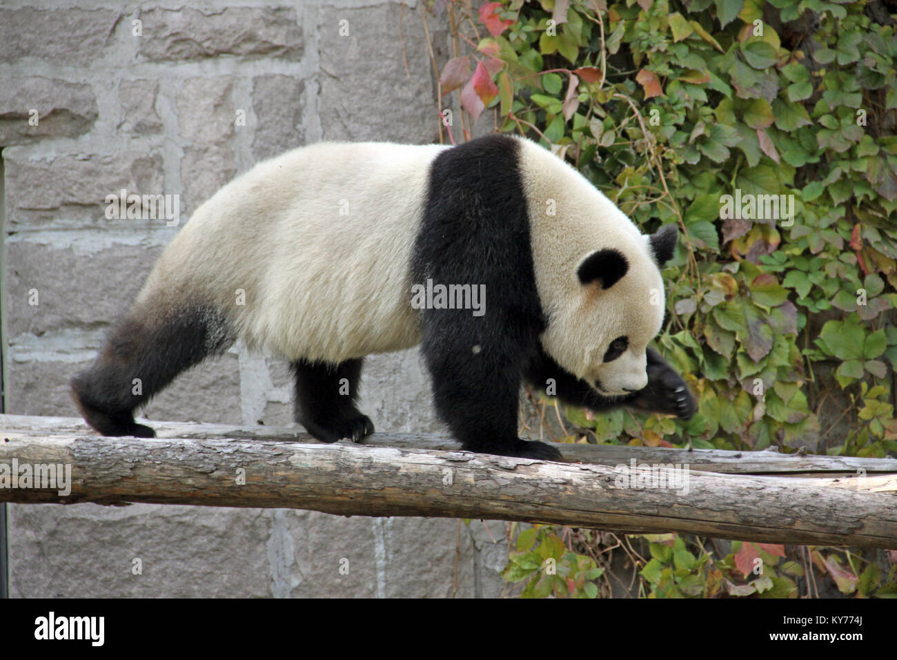 Giant panda bear Stock Photo - Alamy