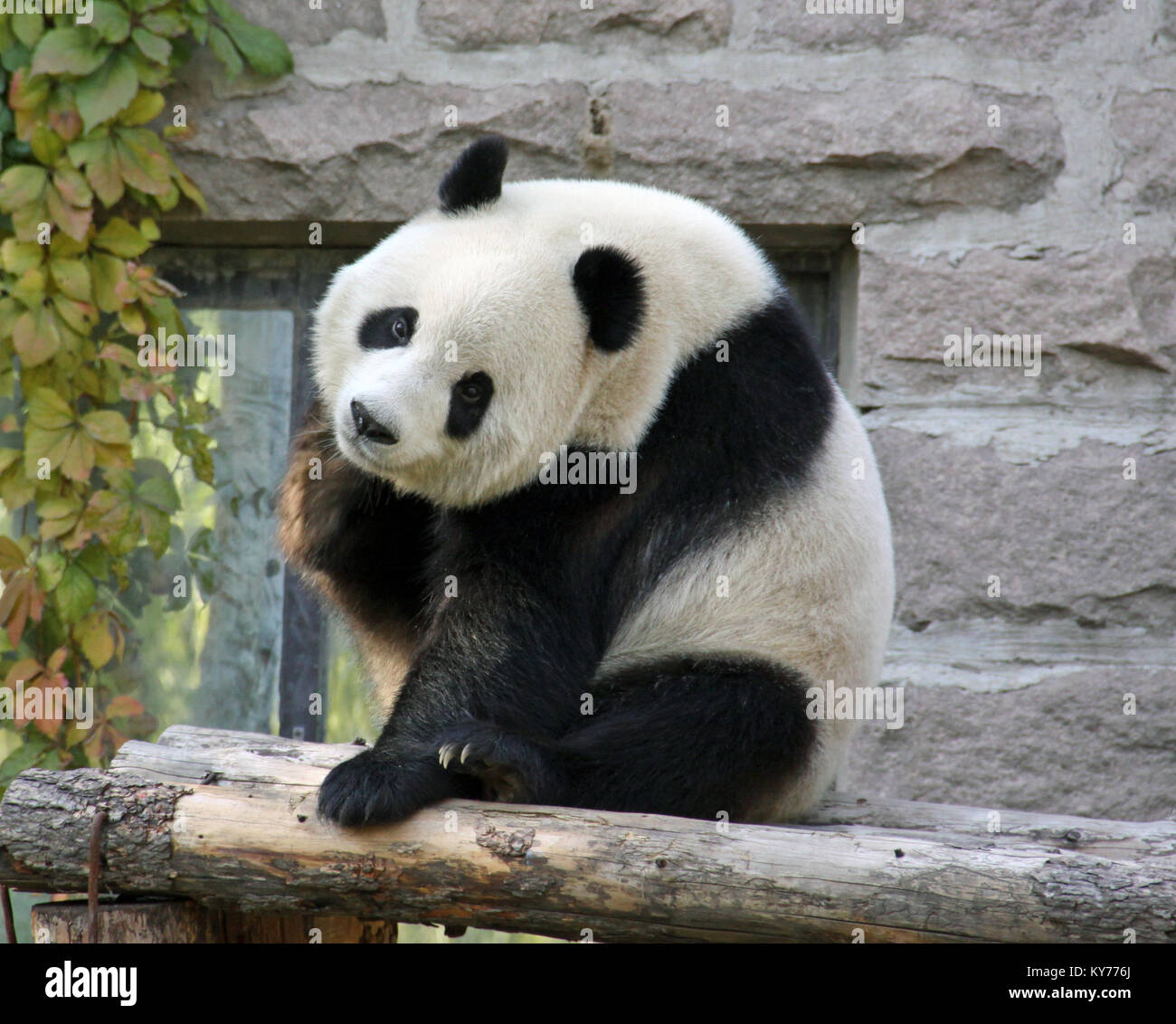 Giant panda bear Stock Photo - Alamy