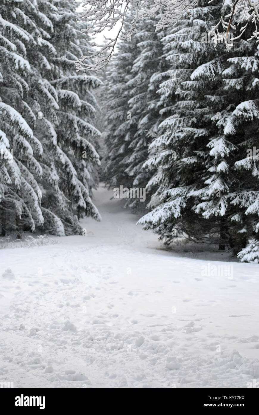 Narrow path in a thick spruce forest covered with snow Stock Photo - Alamy