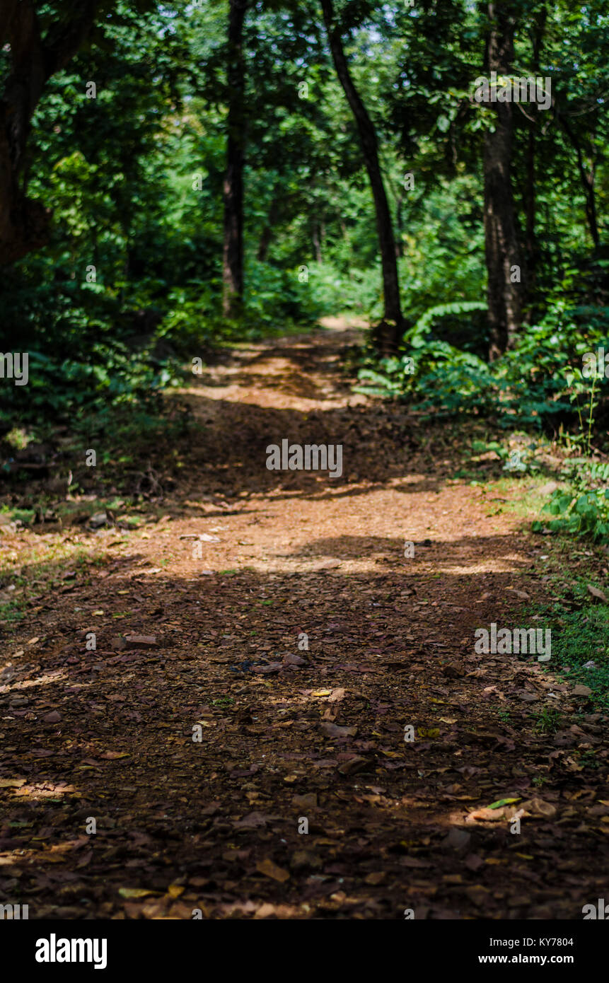 A shadowed path towards forest Stock Photo - Alamy