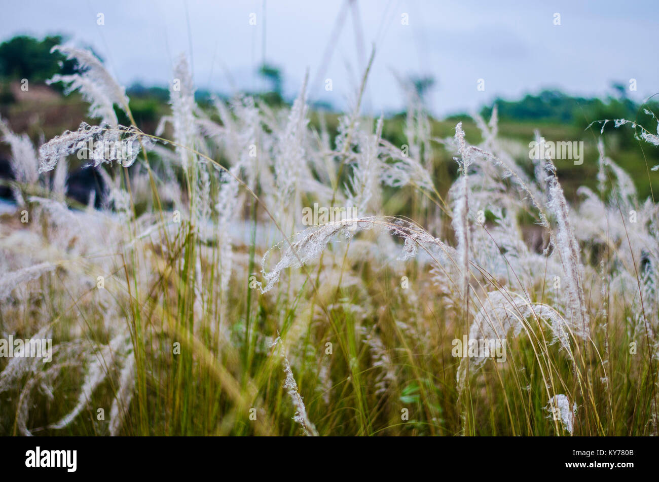 Kashful hi-res stock photography and images - Alamy