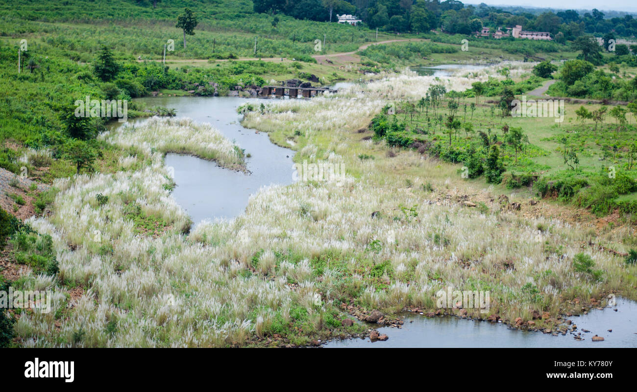 Lake full of kash full at Odisha Stock Photo - Alamy
