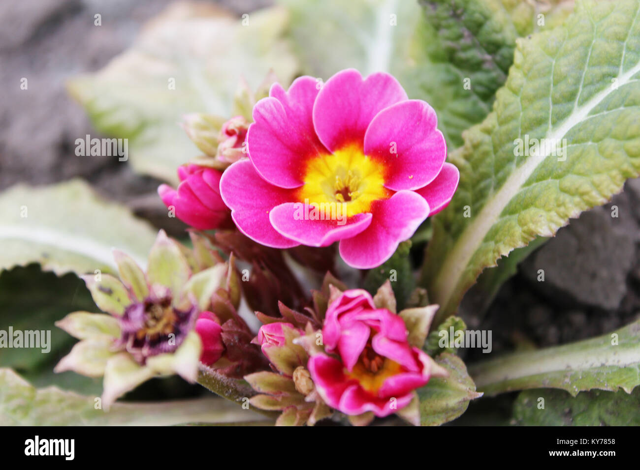 Primula malacoides hi-res stock photography and images - Alamy