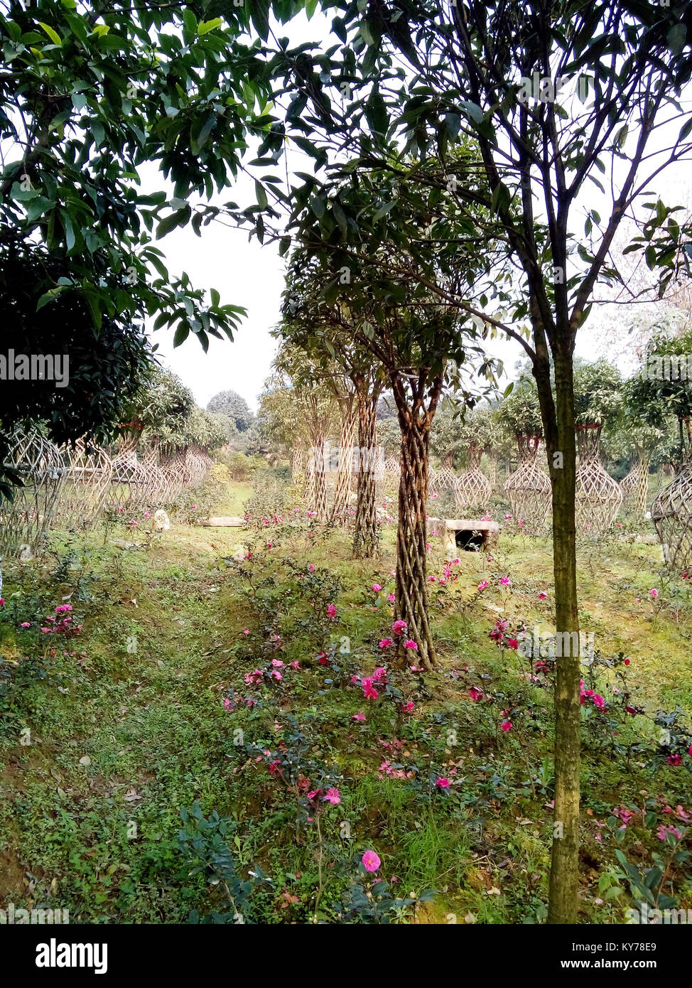 Braid tree hi-res stock photography and images - Alamy