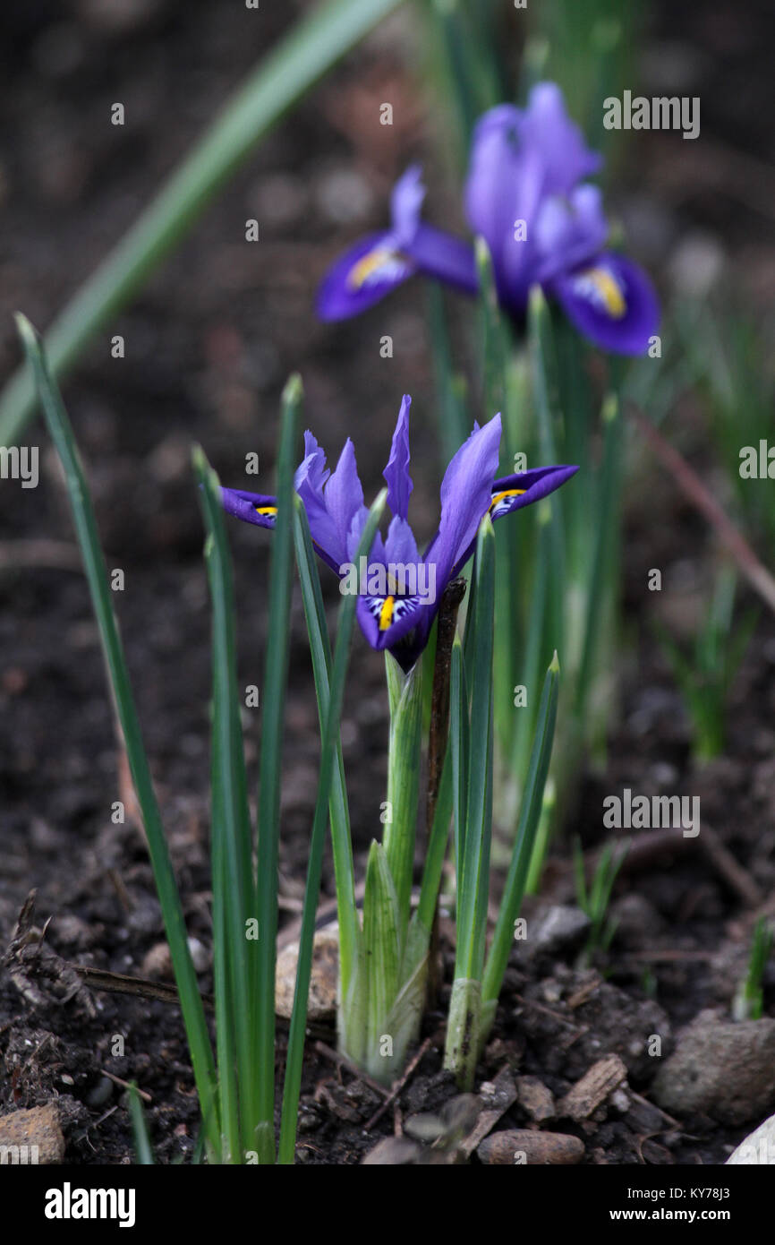 Iris reticulata with copy space hi-res stock photography and images - Alamy