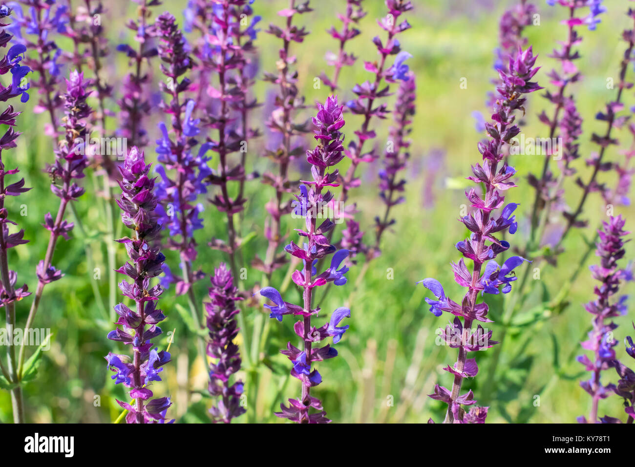 Wild sage growing on the hill in summer Stock Photo - Alamy