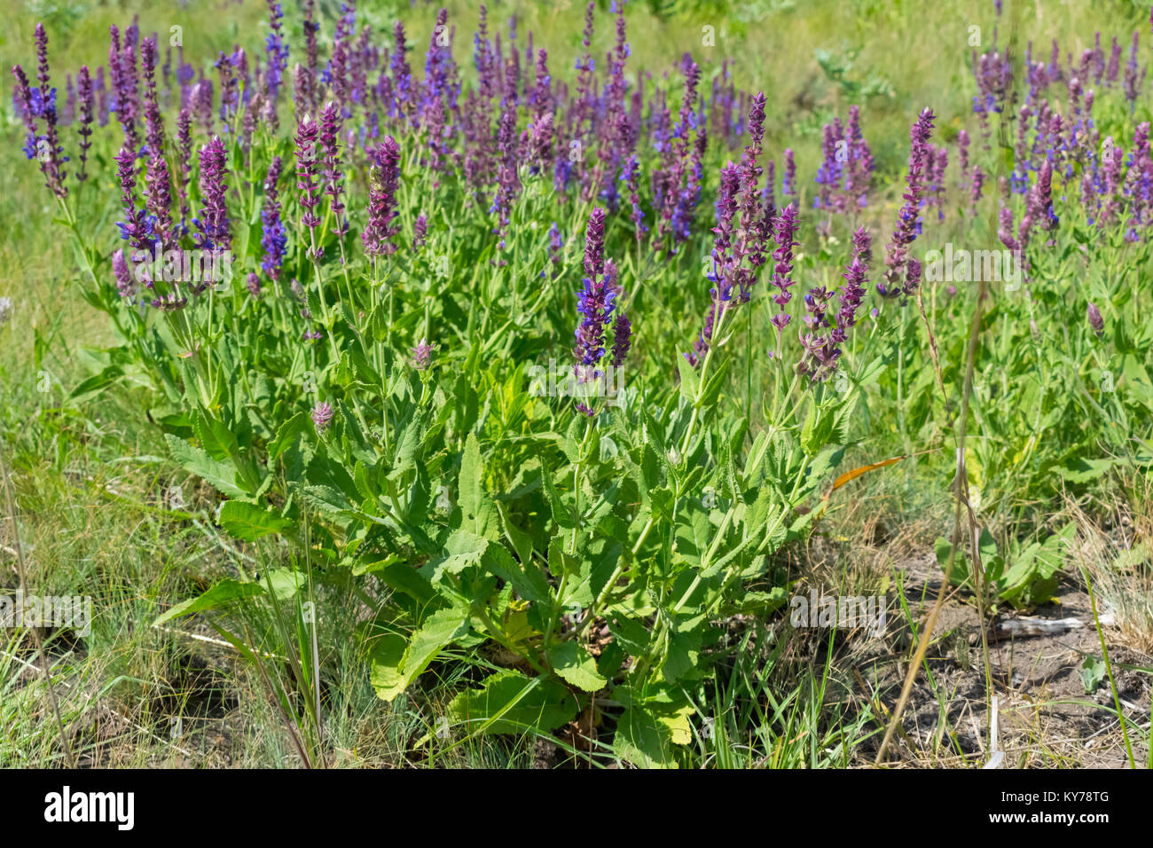 Wild sage growing on the hill in summer Stock Photo - Alamy