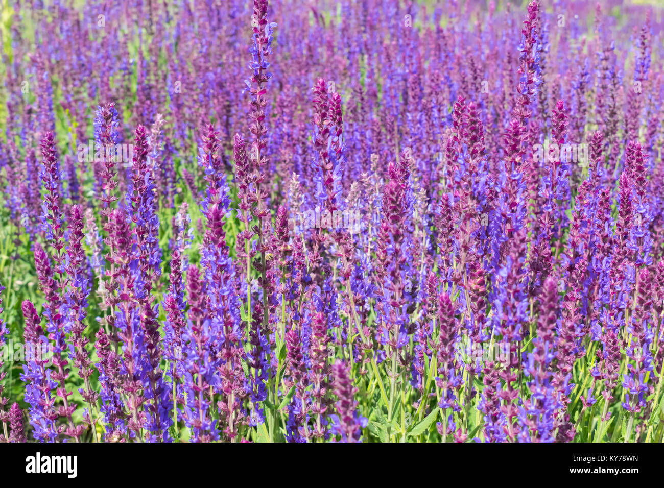 Wild sage growing on the hill in summer Stock Photo - Alamy