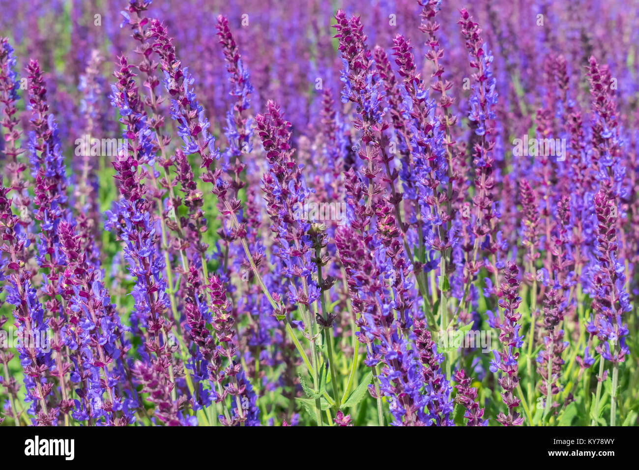 Wild sage growing on the hill in summer Stock Photo - Alamy