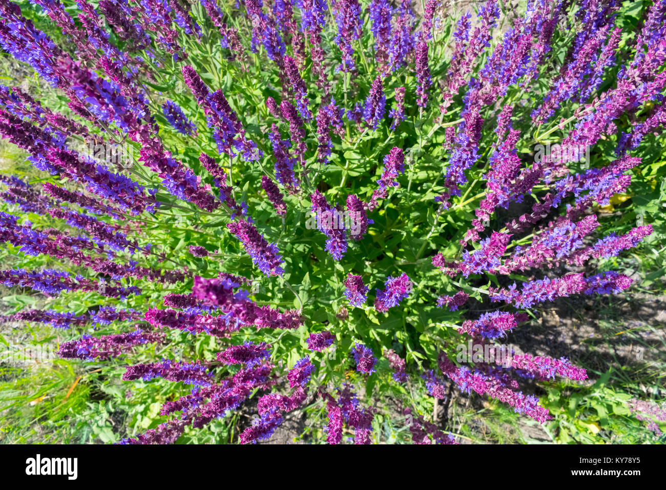 Wild sage growing on the hill in summer Stock Photo - Alamy