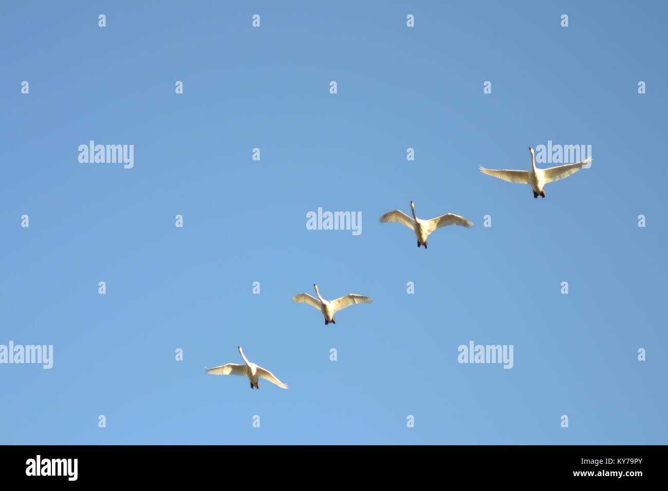 Four swans are flying through the sky in a line formation Stock Photo ...