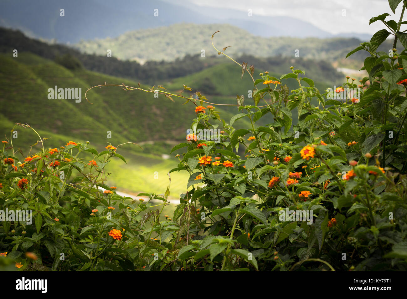 beautiful green scenery landscape Stock Photo - Alamy